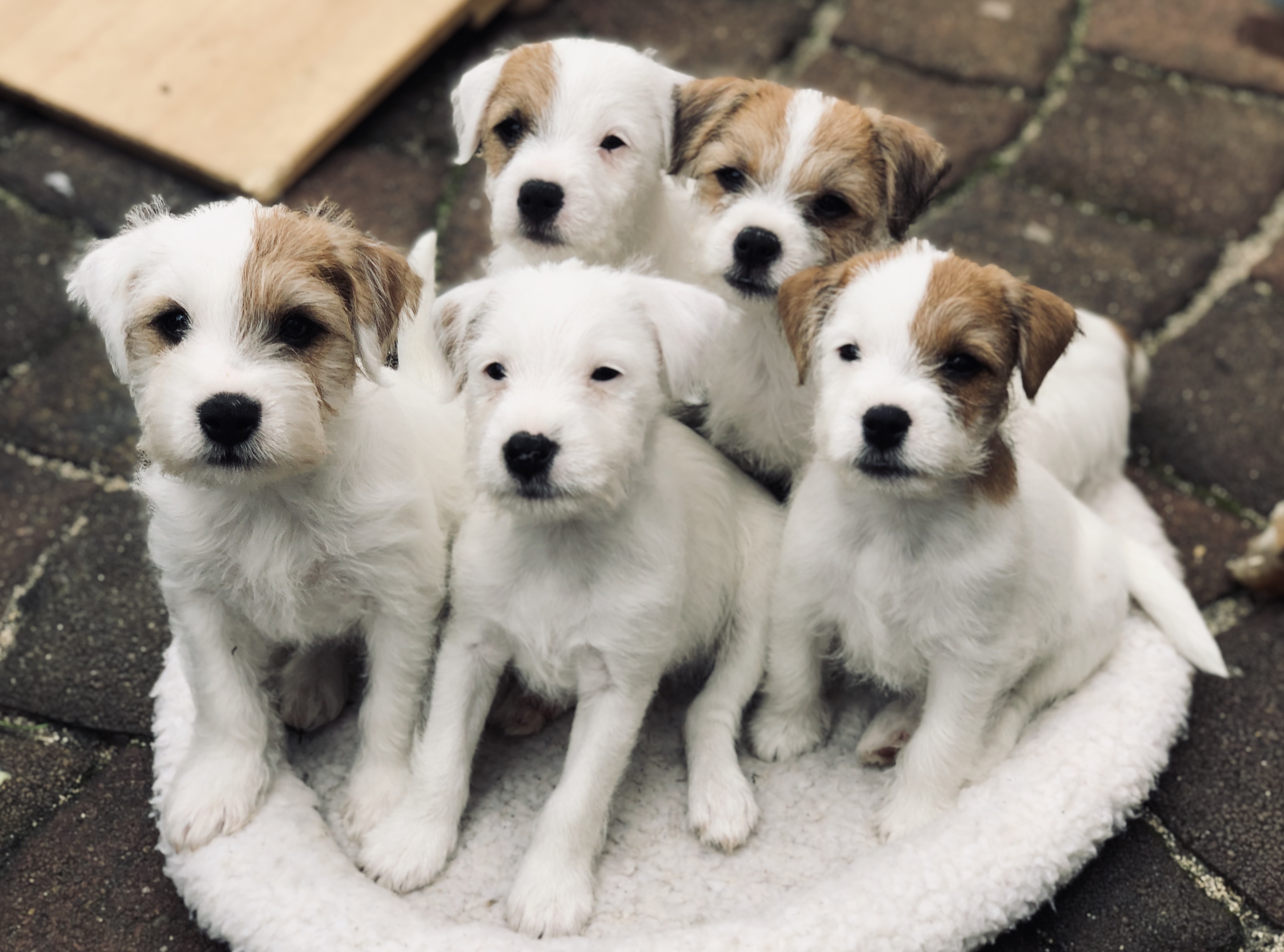 Welpen – McAllister's Parson Russell Terrier
